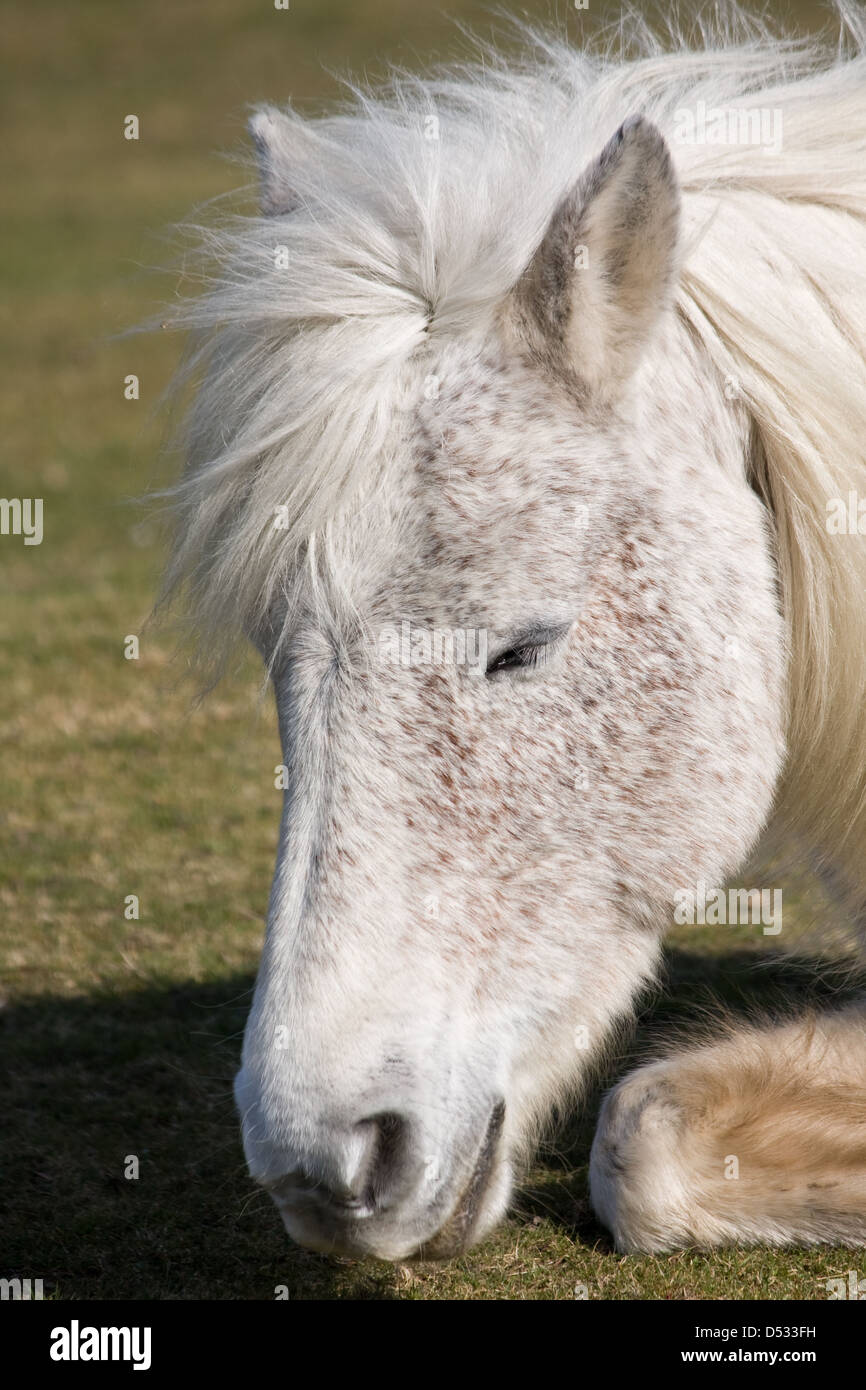 Lying pony hi-res stock photography and images - Alamy