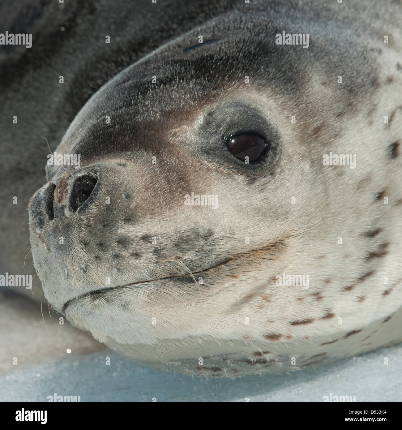 Leopard Seal (Hydrurga leptonyx), portrait on iceberg. Pleneau Island ...