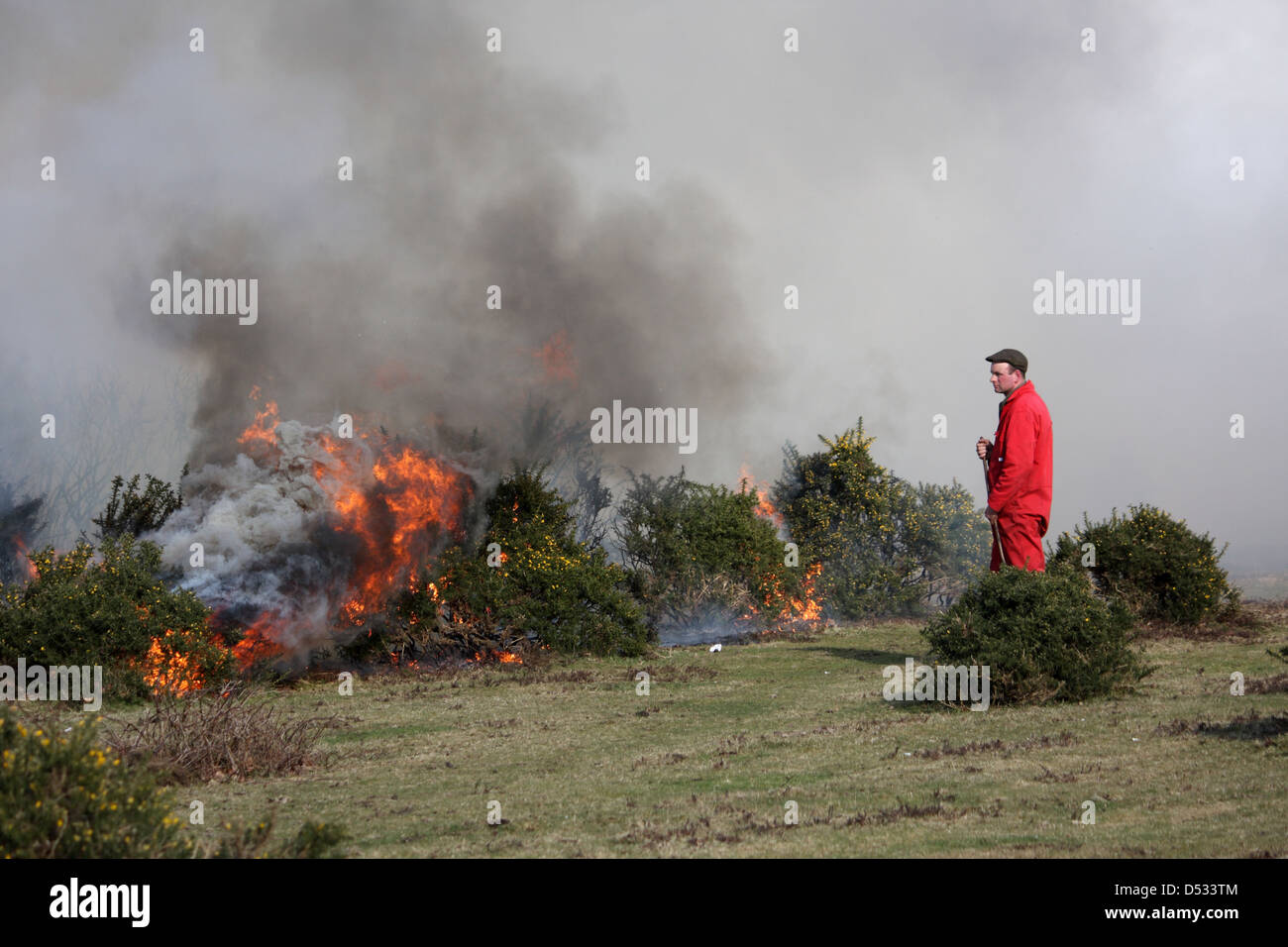 Controlled burning of the heathland in the New Forest Stock Photo - Alamy