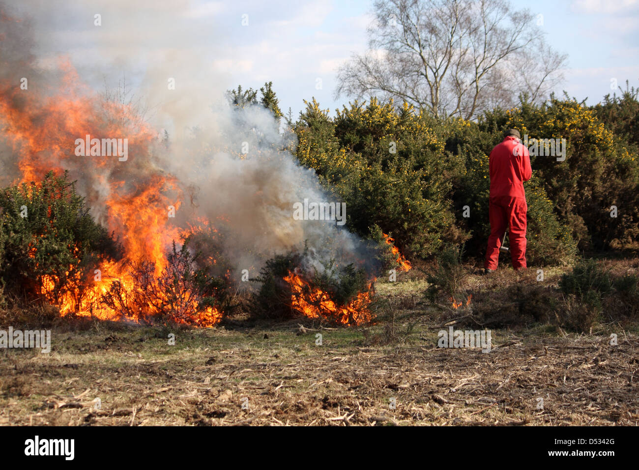 Controlled burning of the heathland in the New Forest Stock Photo - Alamy