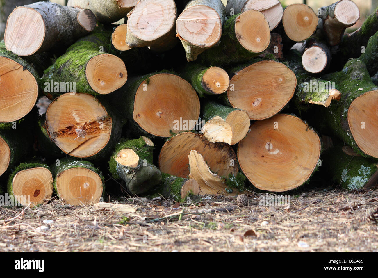 Log of the tree hi-res stock photography and images - Alamy