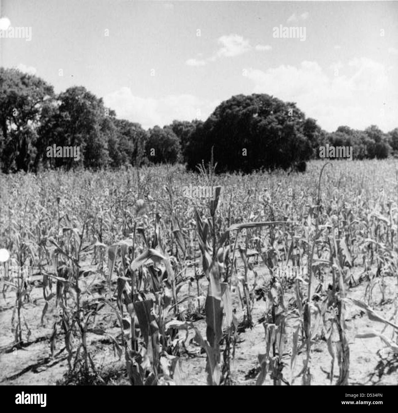 Theyearling hi-res stock photography and images - Alamy