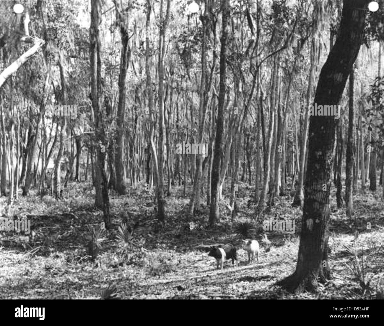 A scene from the film *The Yearling* shows pigs in the woods at Salt ...