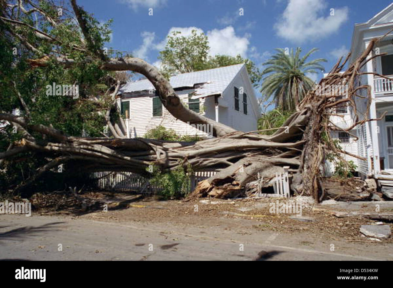 The remains of a large ficus tree at the corner of Fleming and Francis ...