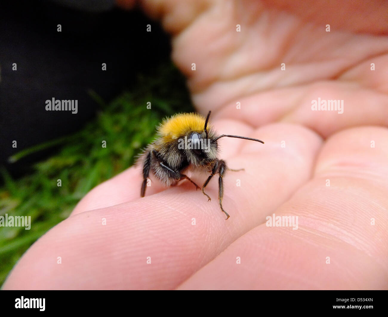 Bumble Bee Sting