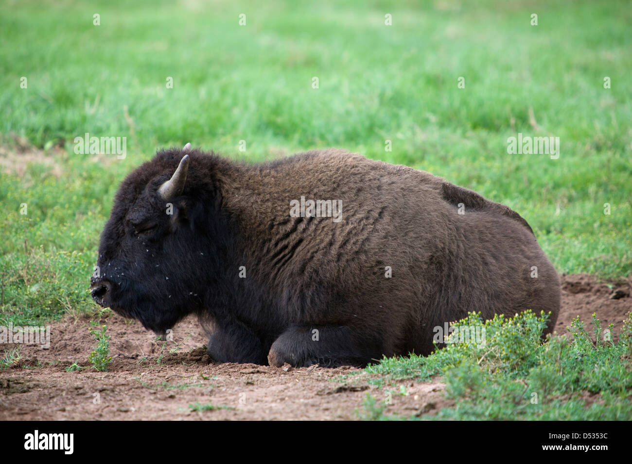 Buffalo in Buffalo Land Provincial Park on Prince Edward Island, Canada ...