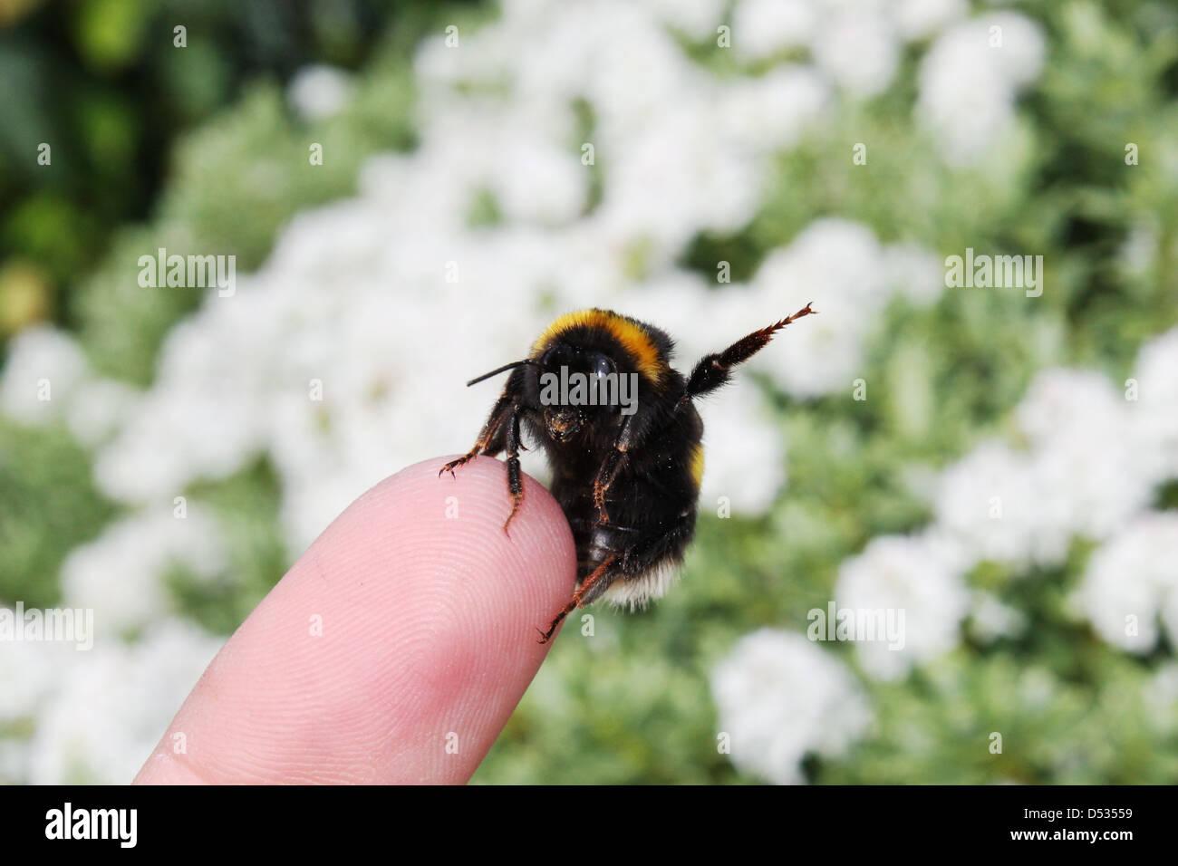 Devil waving hi-res stock photography and images - Alamy