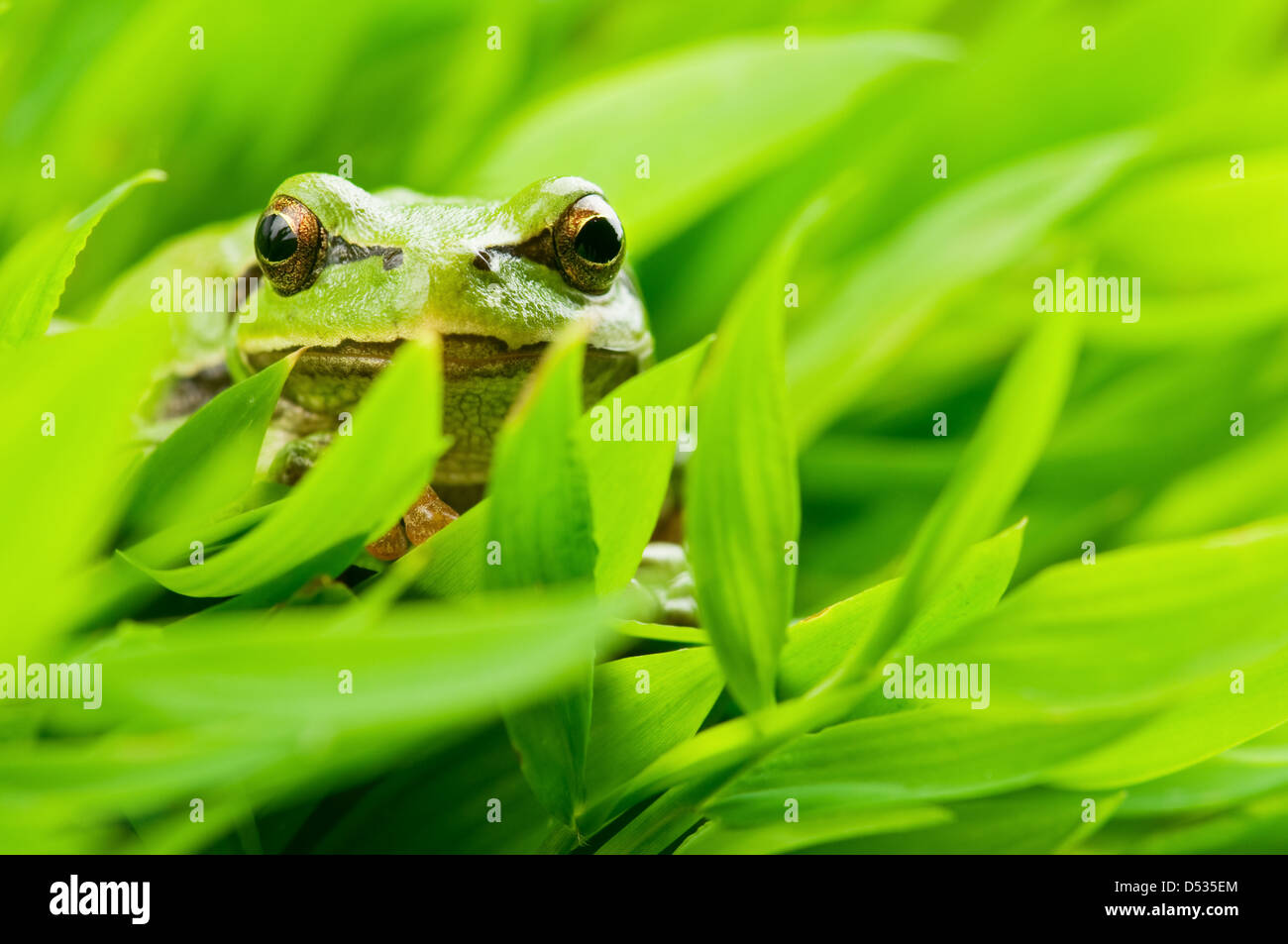 Tree frog in nature hi-res stock photography and images - Alamy