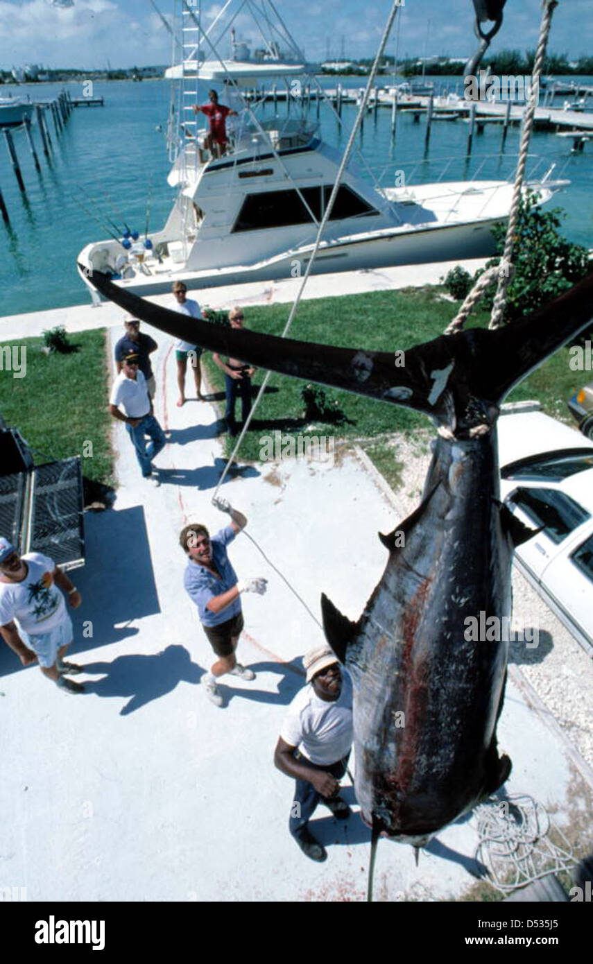 A blue marlin being weighed at the Oceanside Marina in Key West ...