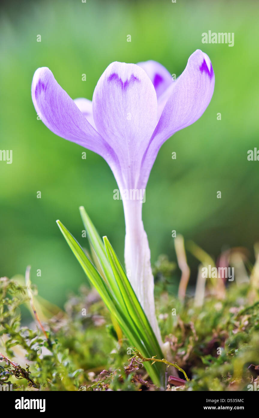single lilac crocus close up Stock Photo - Alamy