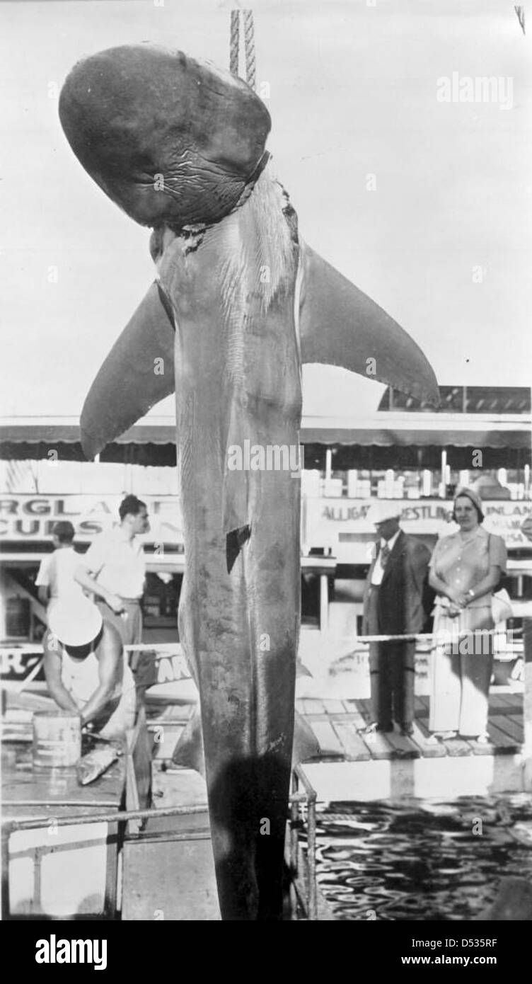 Rope fish Black and White Stock Photos & Images - Alamy