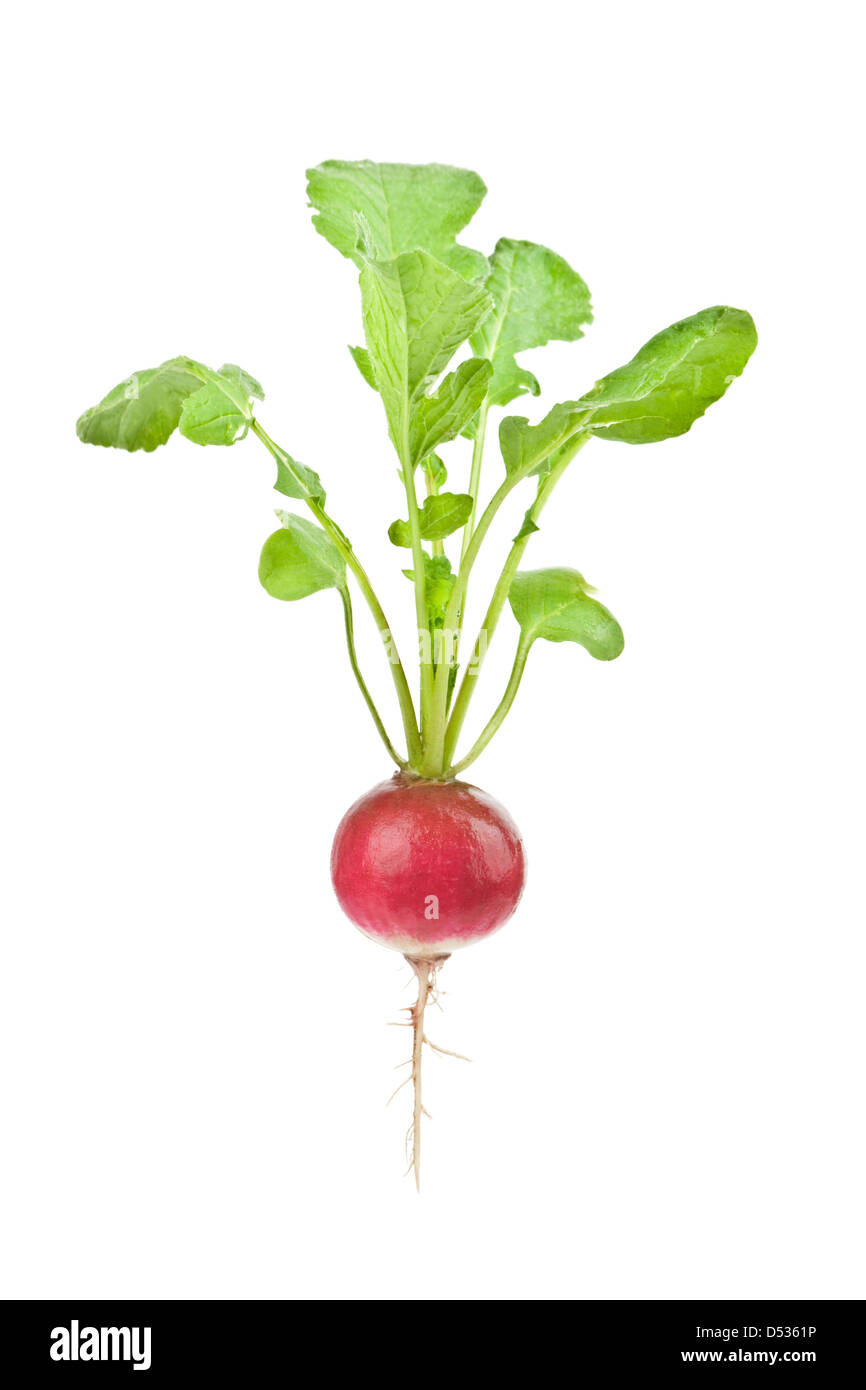 single radish isolated on white Stock Photo - Alamy