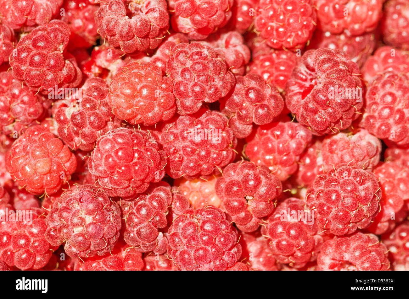 sweet fresh raspberry close up Stock Photo - Alamy