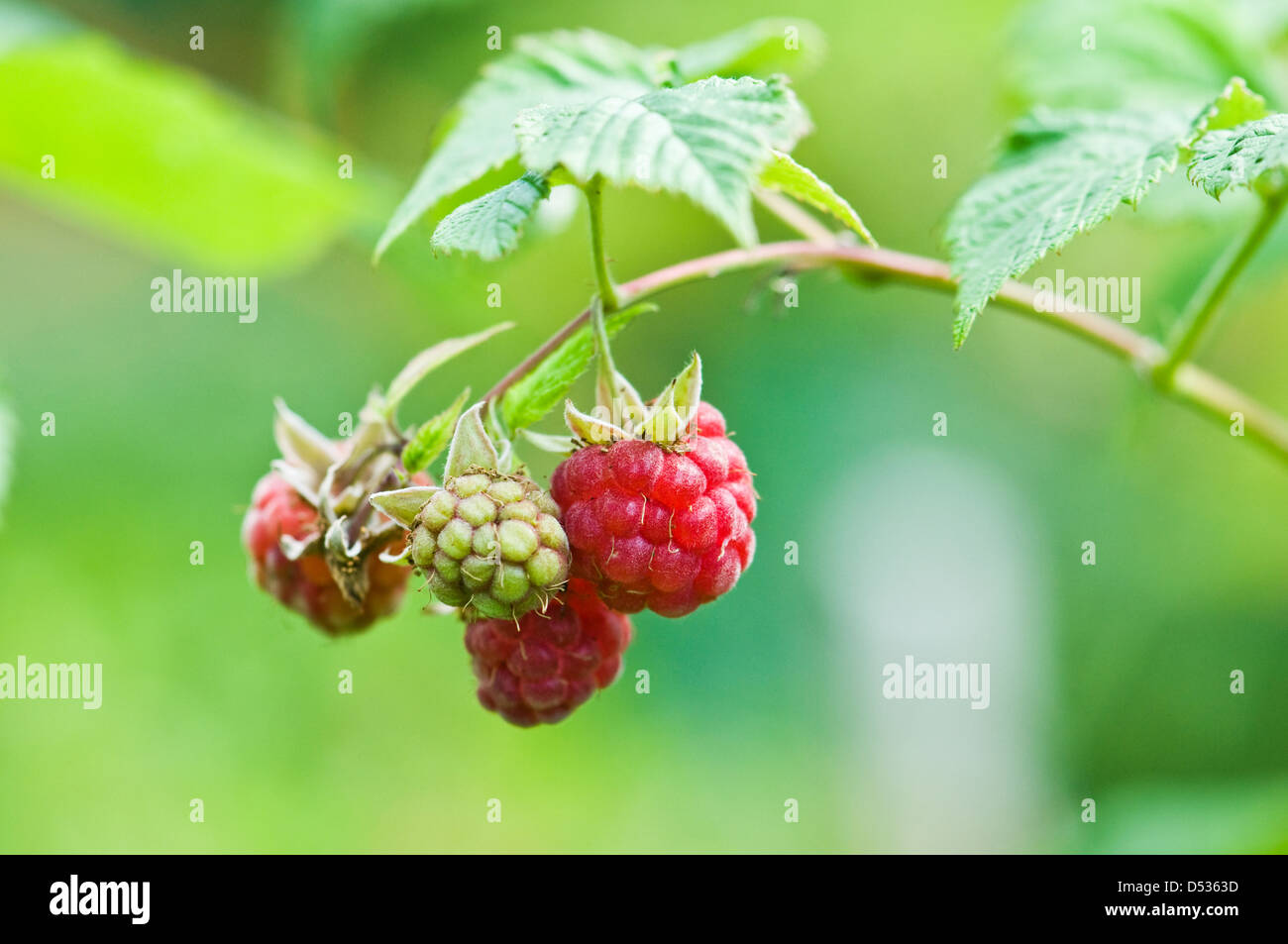 Fruit macro shot hi-res stock photography and images - Alamy
