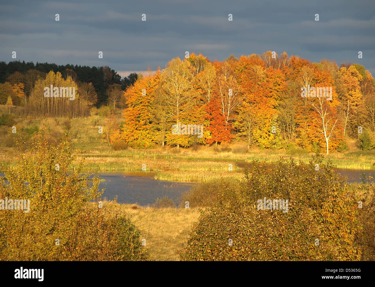 Colorful, autumn landscape with marsh in sunlight and dark strom clouds ...