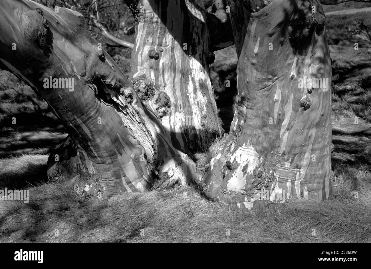 Gum trunk Black and White Stock Photos & Images - Alamy