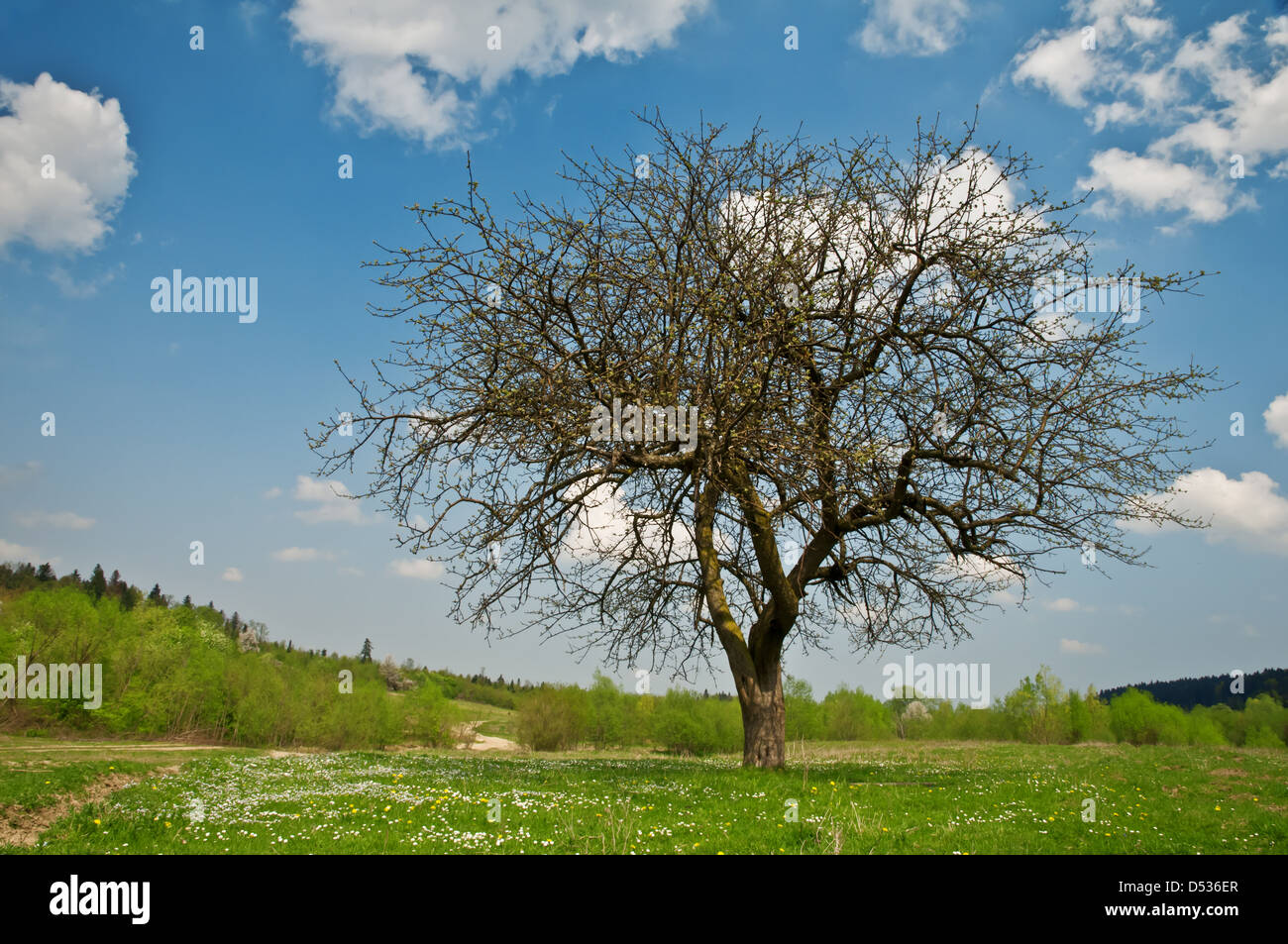 green tree and cloudy sky Stock Photo - Alamy