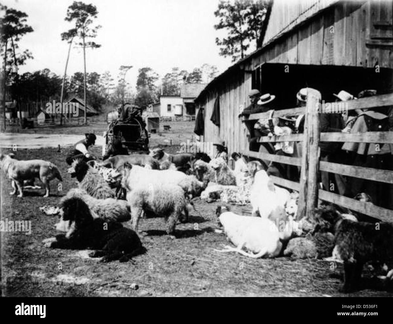 Dogs breeds hi-res stock photography and images - Alamy