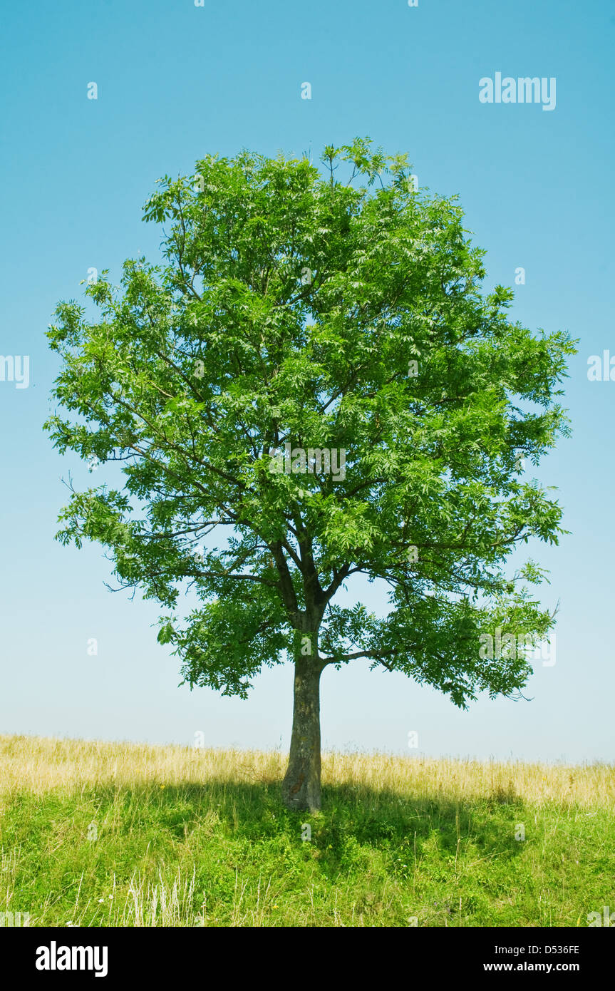 The tree is blue hi-res stock photography and images - Alamy
