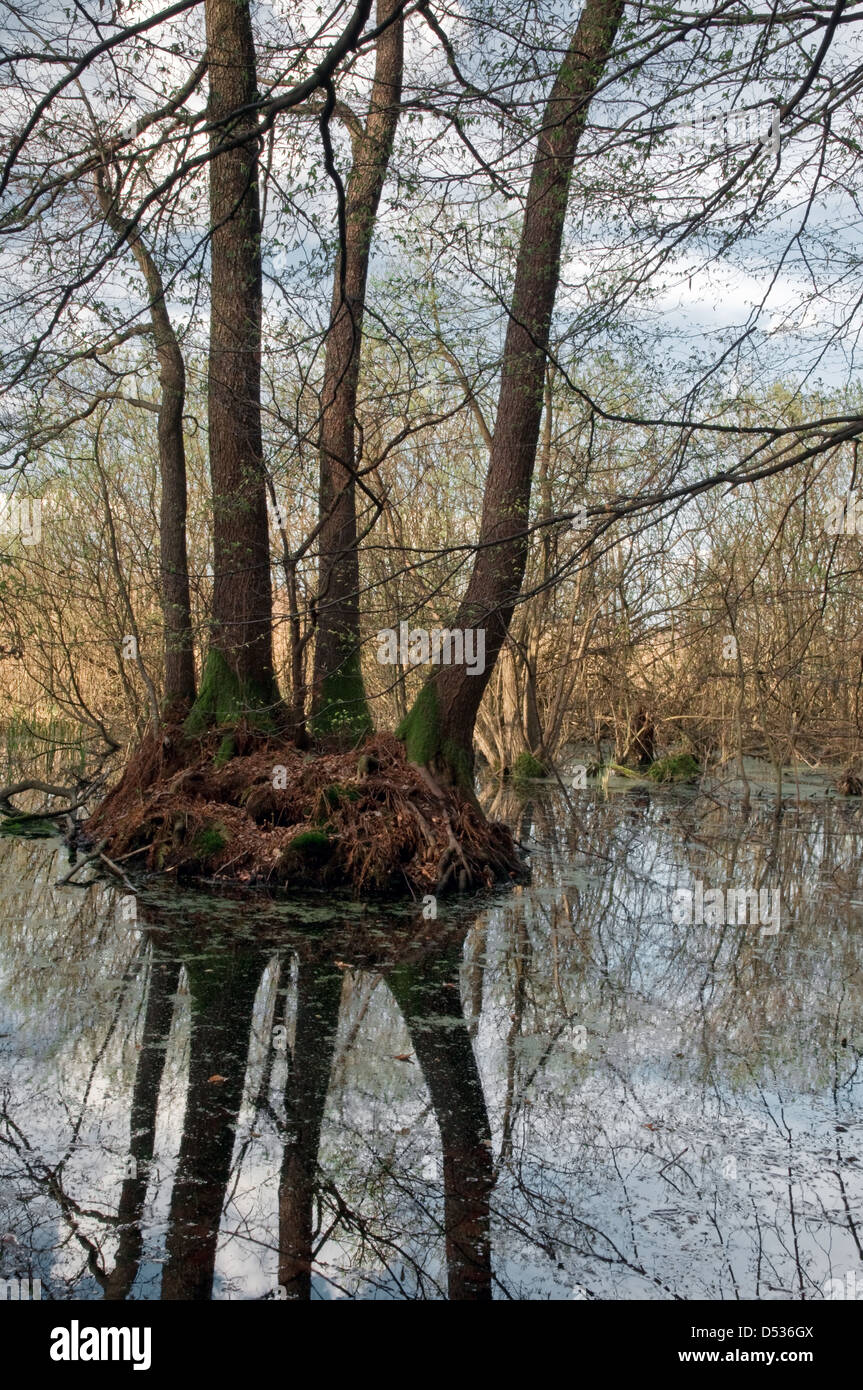 Bog in forest hi-res stock photography and images - Alamy