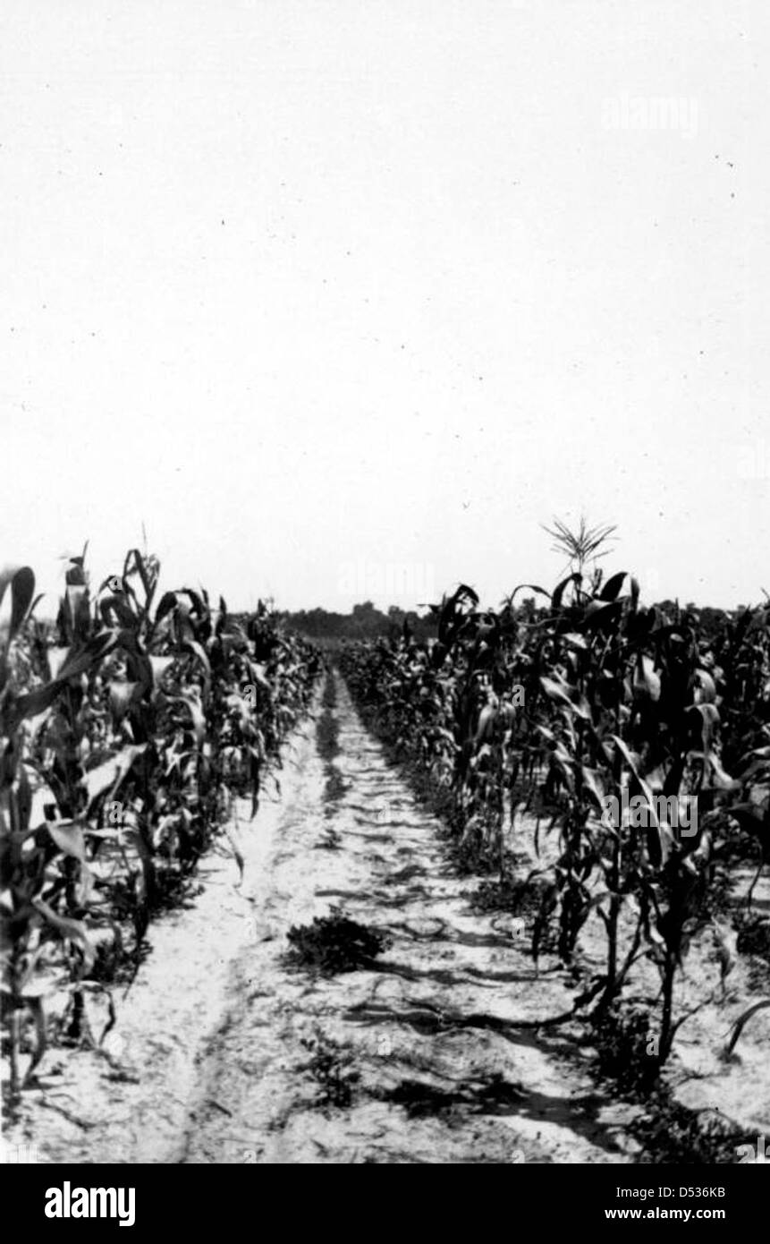 A field experiment at the Agricultural Experiment Station in Florida ...