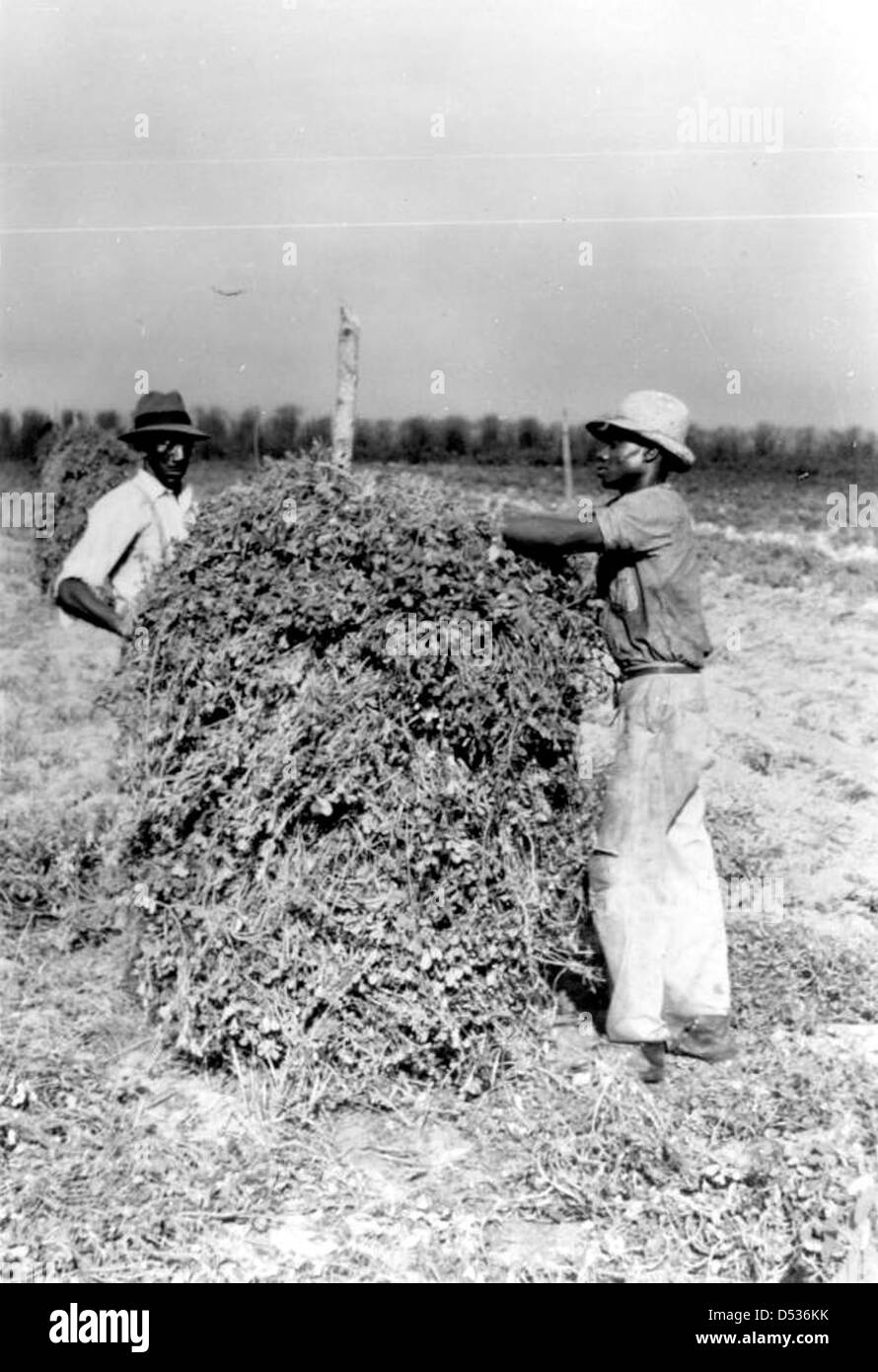 Agricultural process improvement Black and White Stock Photos & Images ...