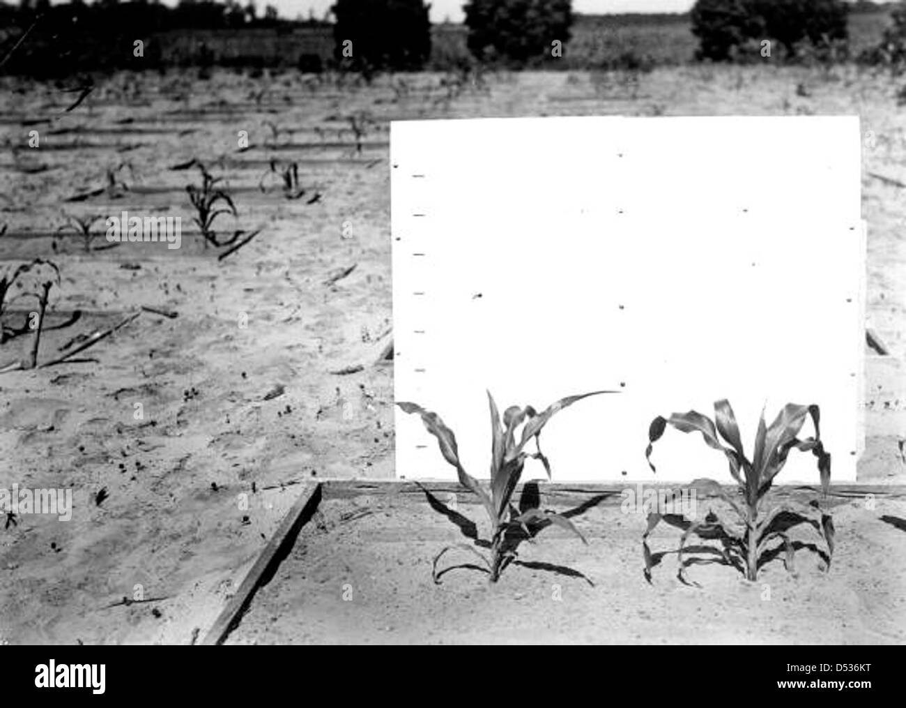 Corn stalks shown agricultural hi-res stock photography and images - Alamy