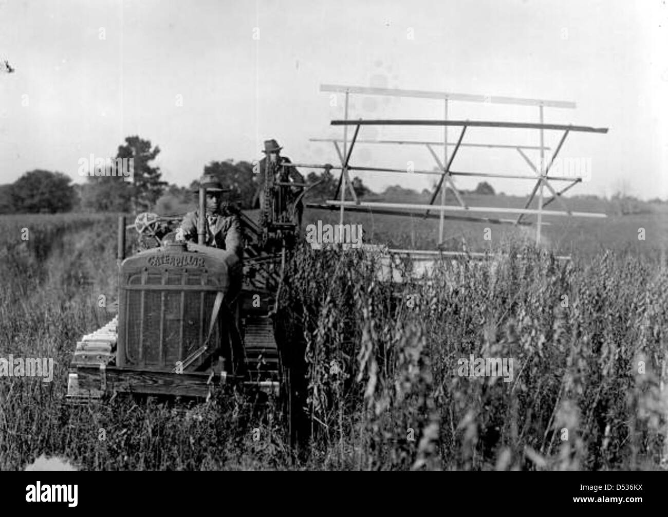 Workers harvest and bind Crotalaria spectabilis, also known as ...