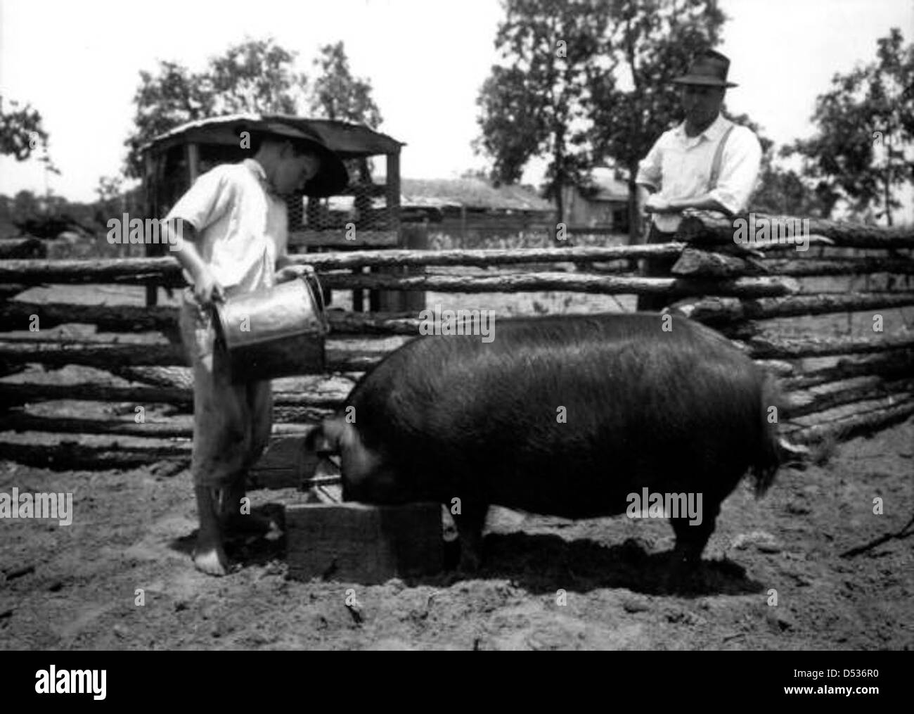 Pig h hi-res stock photography and images - Alamy