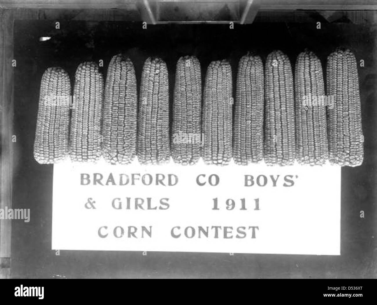 This photograph showcases corn grown by Bradford County boys and girls ...