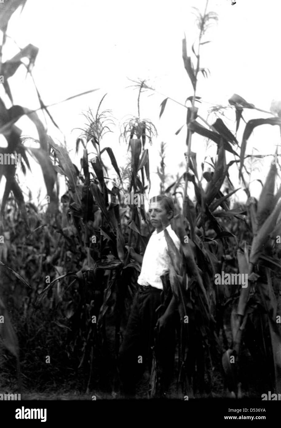 A Corn Club contestant is shown standing in a cornfield at the ...
