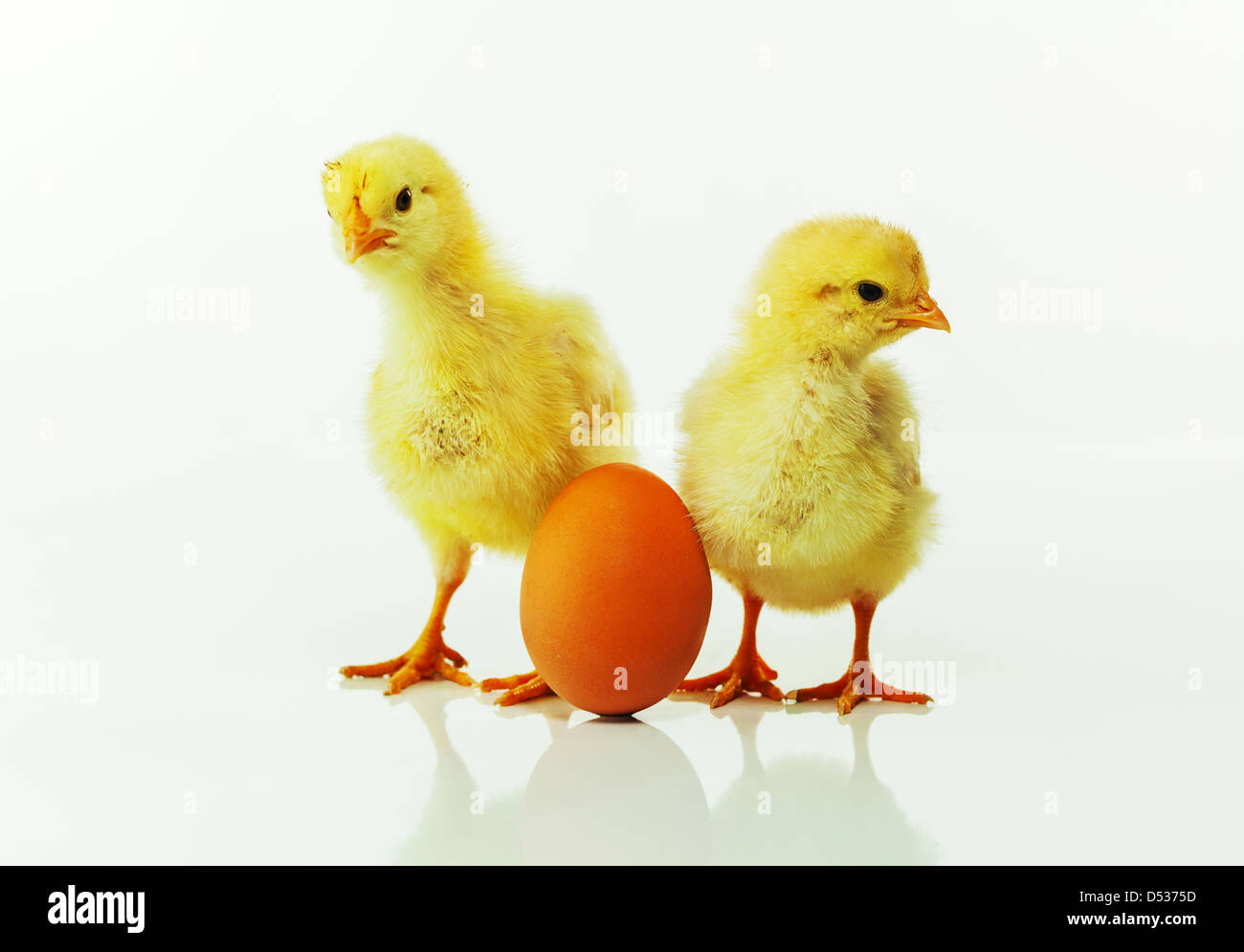 Two newborn chickens with egg against light background Stock Photo - Alamy