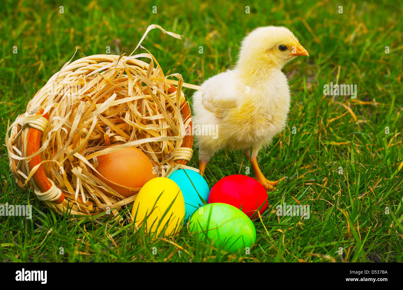 Small baby chickens with colorful Easter eggs outdoors on a sunny day ...