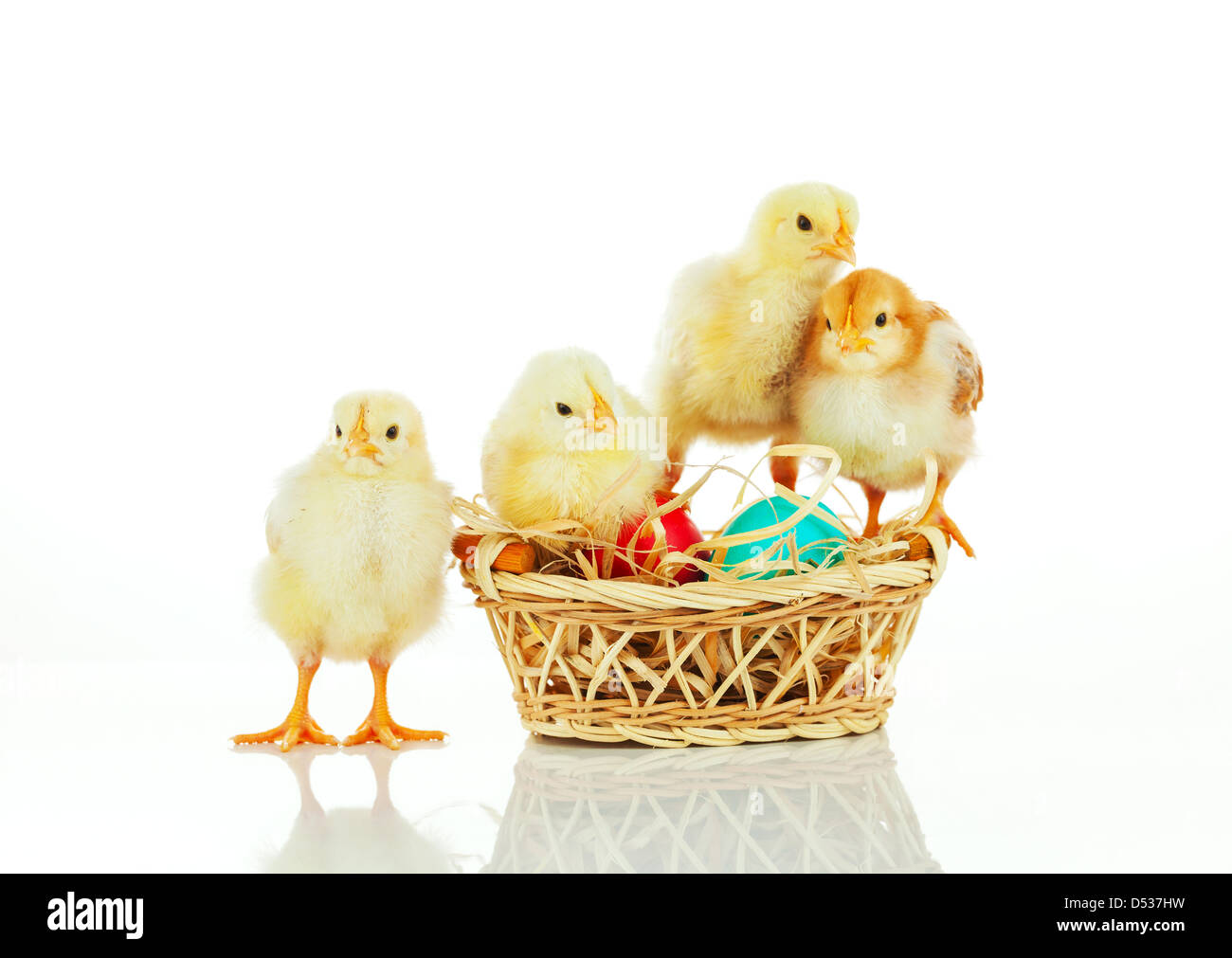 Basket with the Easter eggs and small chickens against white background ...