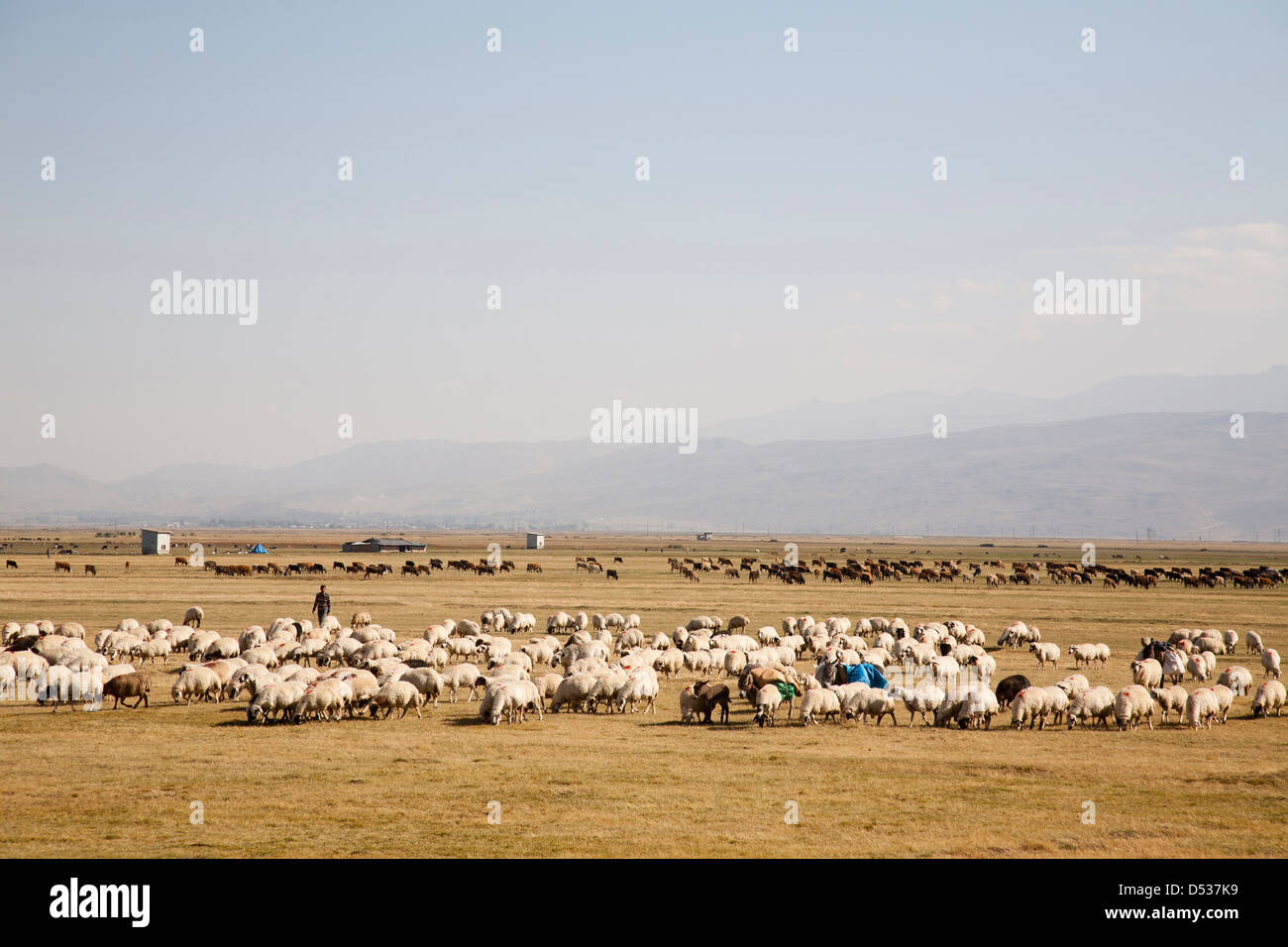 Traditional sheep herding hi-res stock photography and images - Alamy