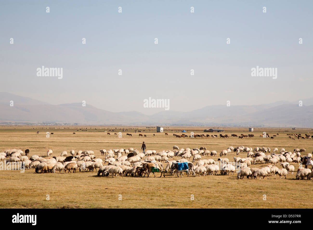 Herding flock of sheep hi-res stock photography and images - Alamy
