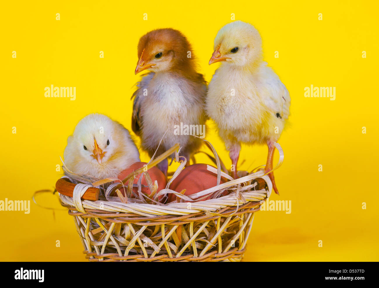 Small baby chickens with Easter eggs against yellow background Stock ...