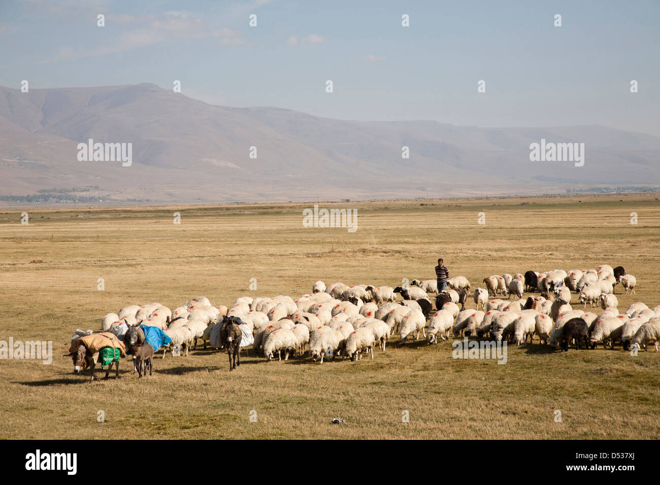 Turkey flock of sheep hi-res stock photography and images - Alamy