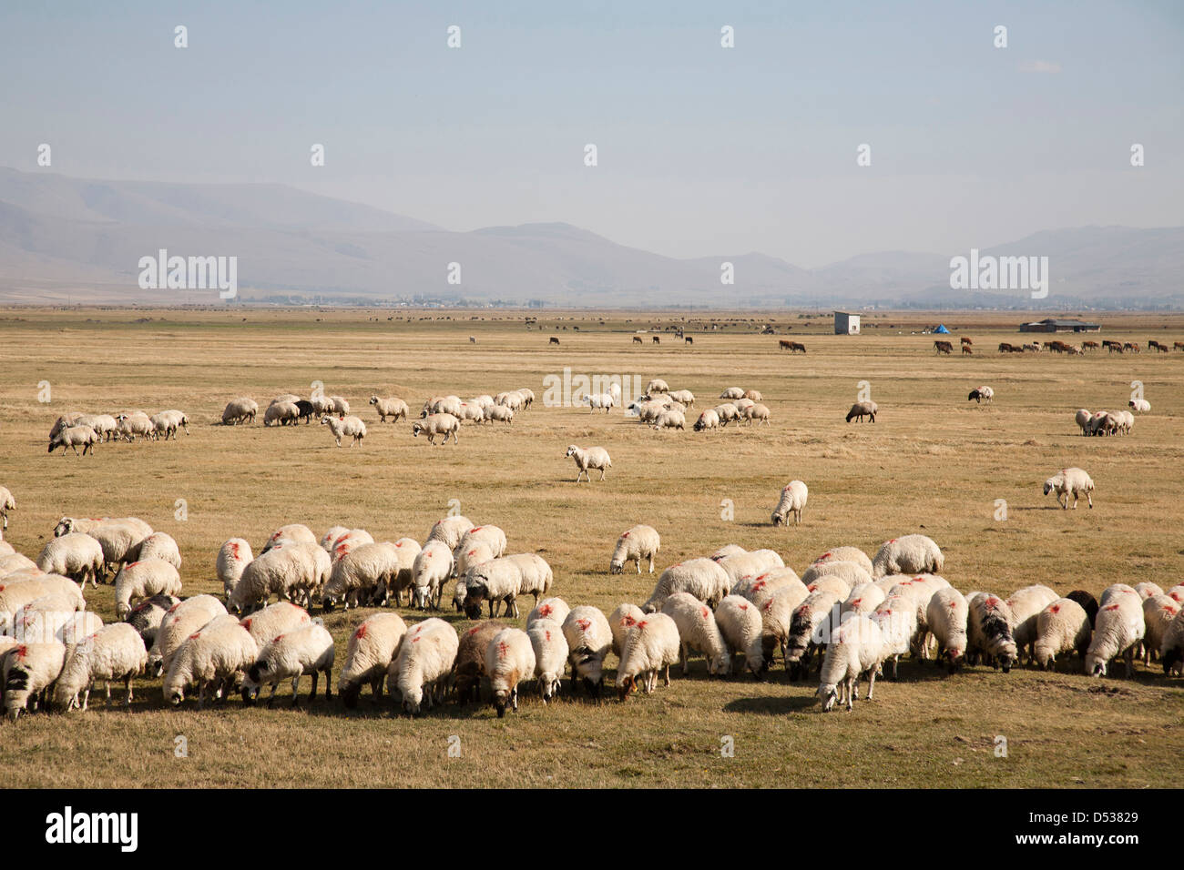Herding animals turkey hi-res stock photography and images - Alamy