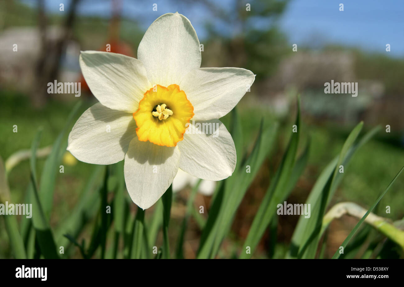 White narcissus closeup Stock Photo - Alamy