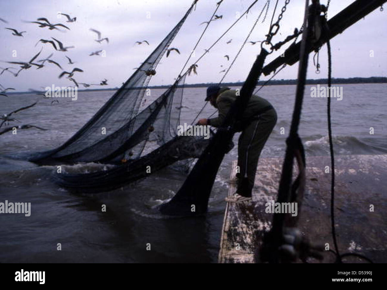 Vintage shrimping hi-res stock photography and images - Alamy