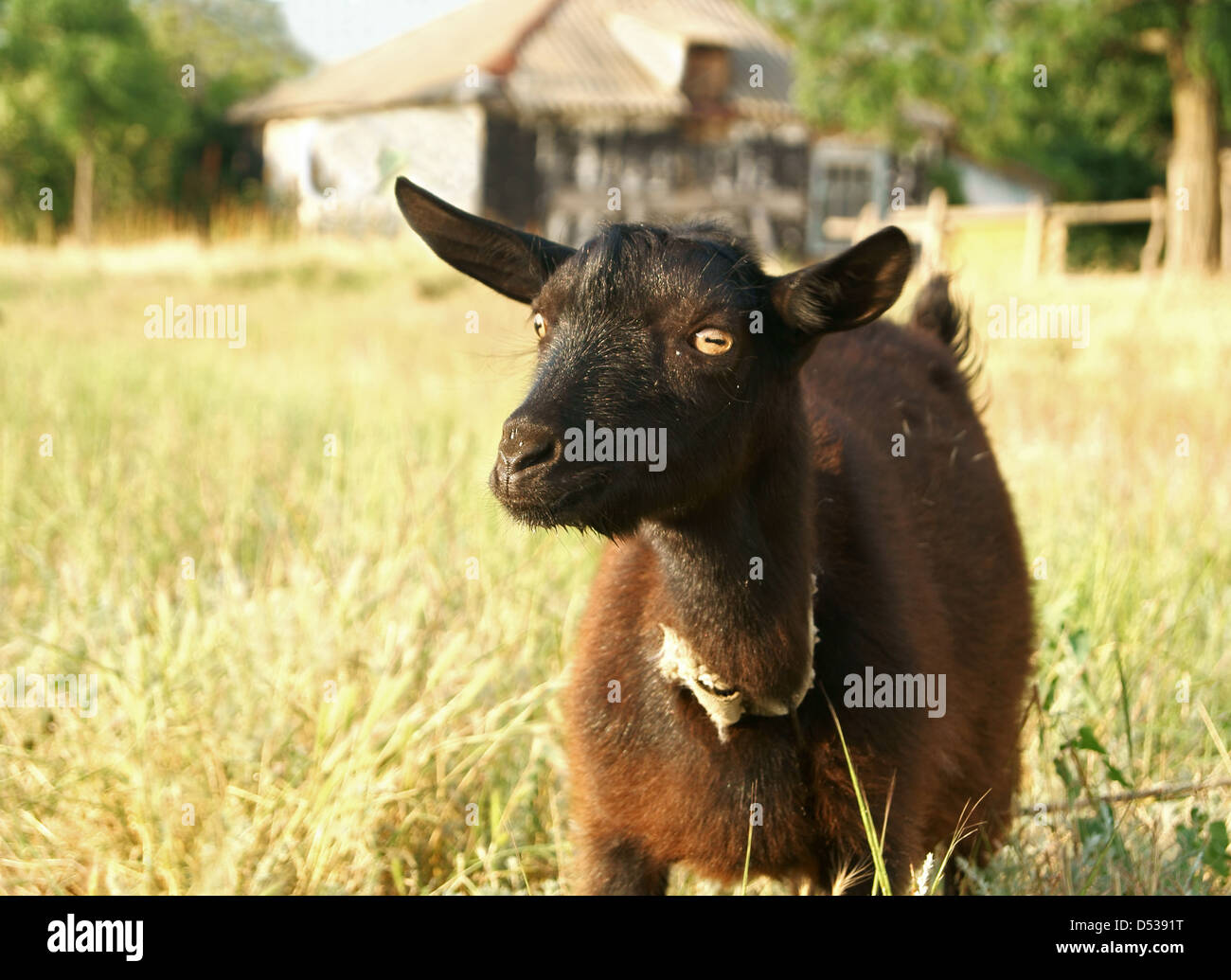 Goat tail domestic hi-res stock photography and images - Alamy