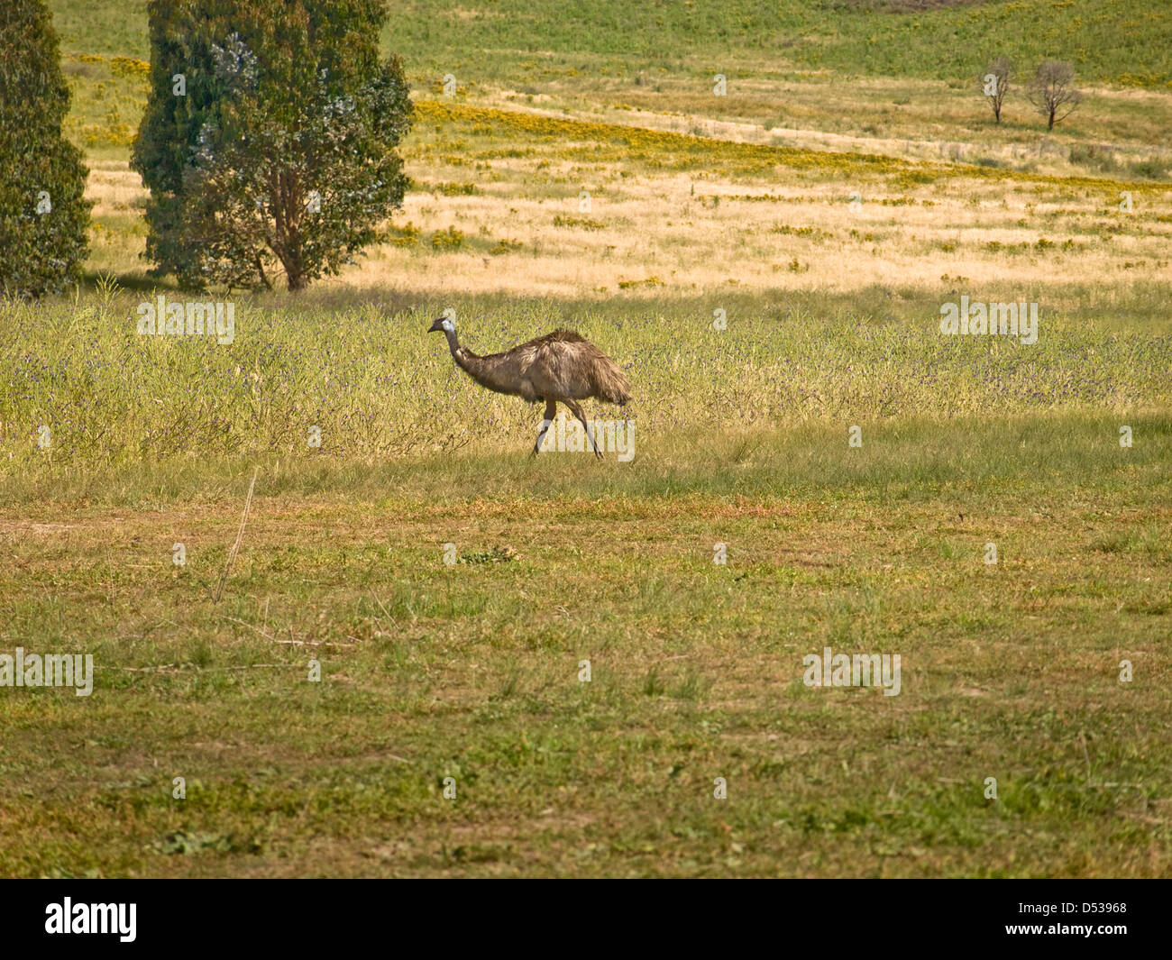 Emu (Dromaius novaehollandiae) beside Blowering Dam, Snowy Mountains ...
