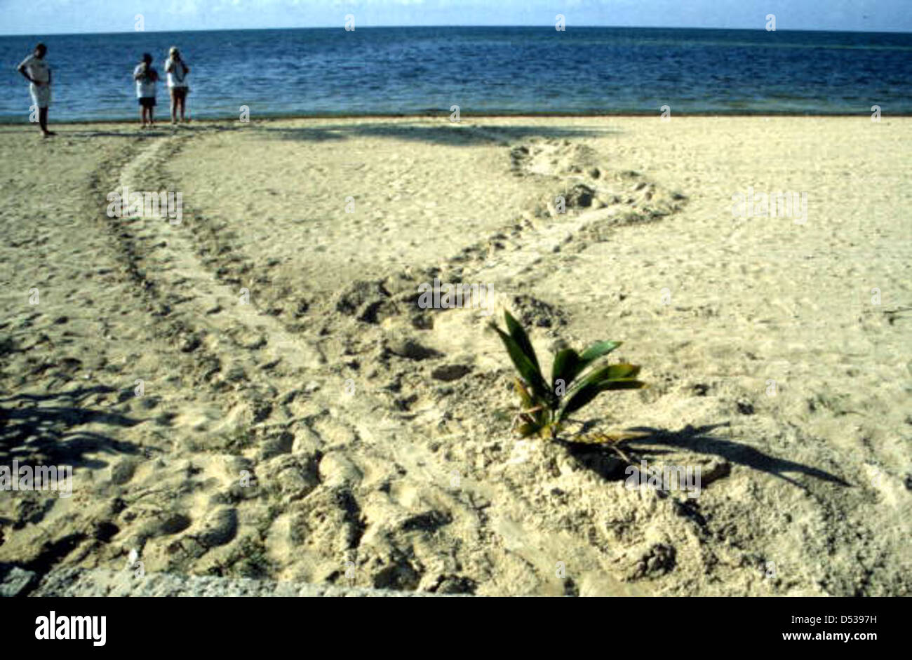 Turtle tracks leading nest in hi-res stock photography and images - Alamy