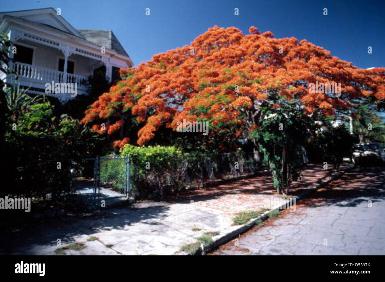 A photograph of royal poincianas in full bloom on Southard Street in ...