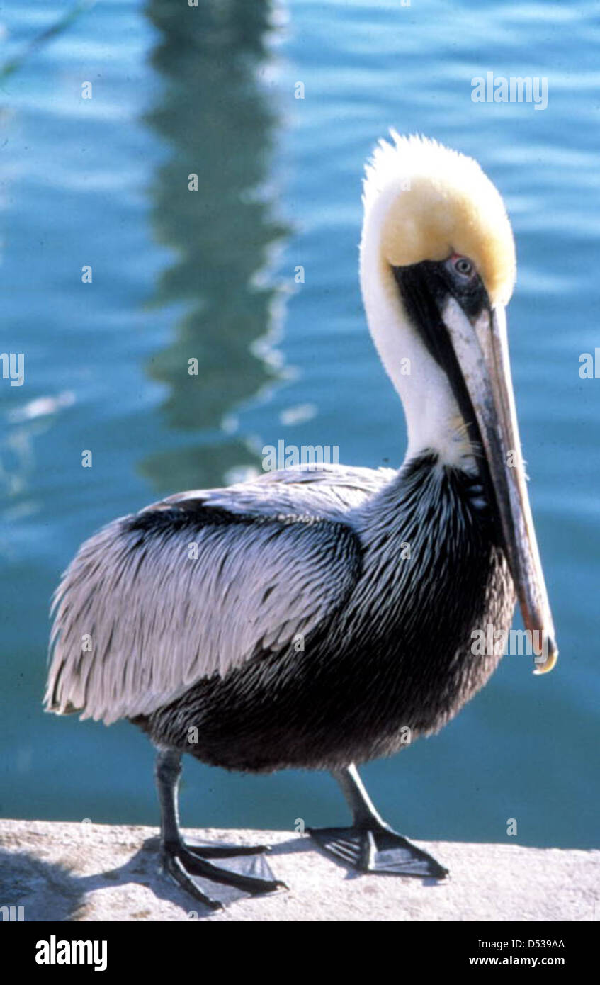Pelican at the Garrison Bight docks: Key West, Florida Stock Photo - Alamy