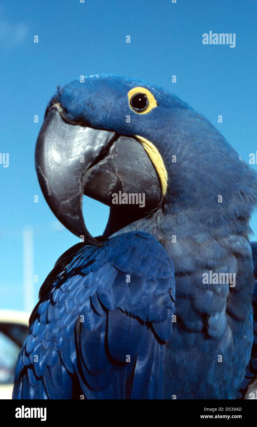The Hyacinth Macaw is shown in its natural habitat in Key West, Florida ...