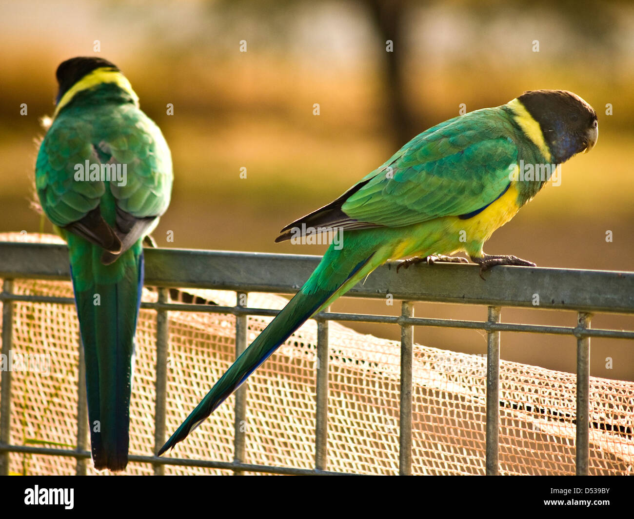 Australian Ringneck (Barnardius zonarius), Australia Stock Photo - Alamy