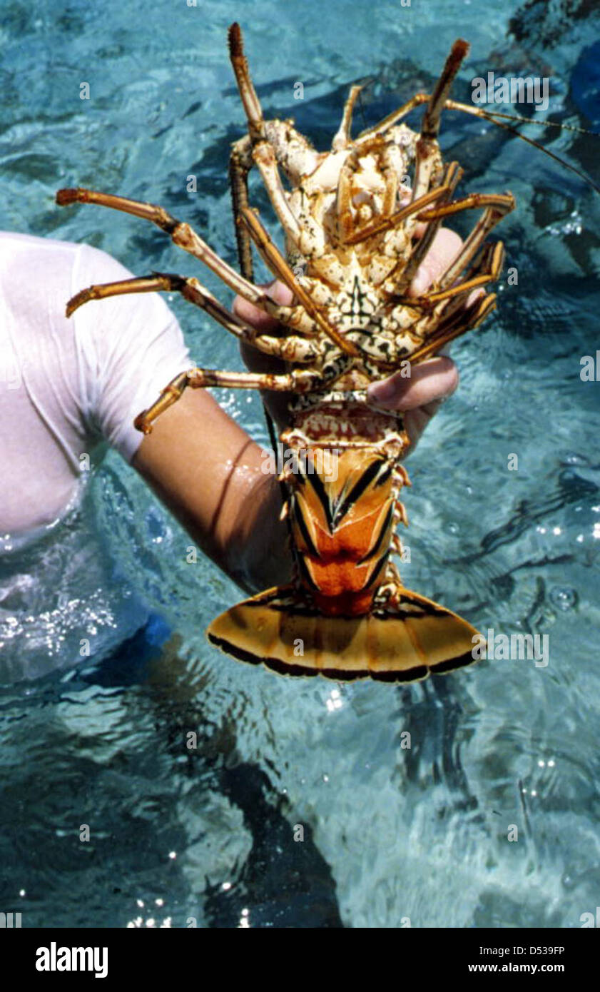 A spiny lobster is pictured in the waters off Eastern Dry Rocks reef ...