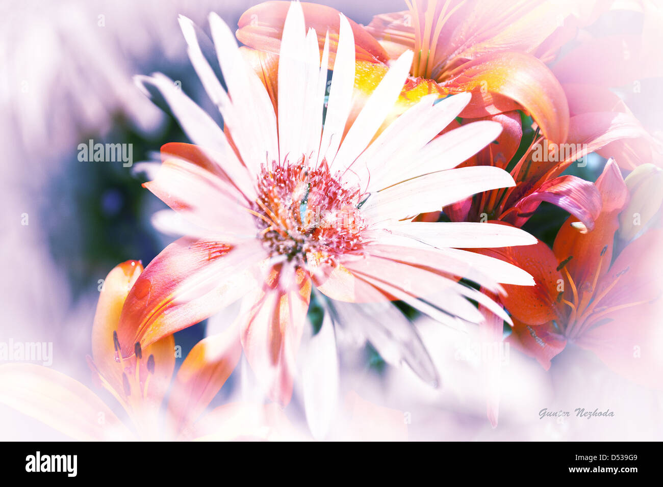Abstract flower in vivid colors Stock Photo - Alamy